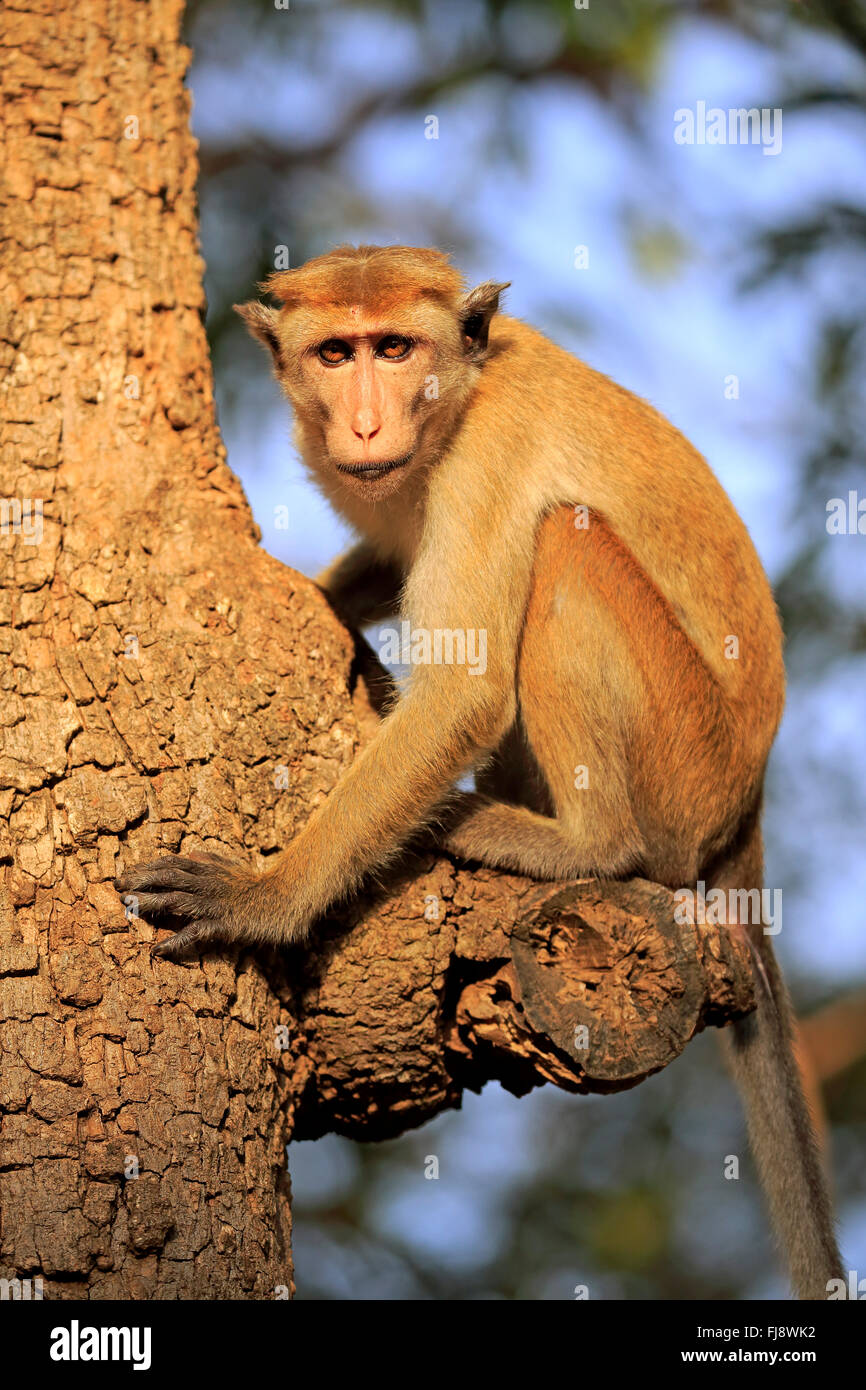 Red Monkey, adult on tree, Yala Nationalpark, Sri Lanka, Asia / (Macaca ...