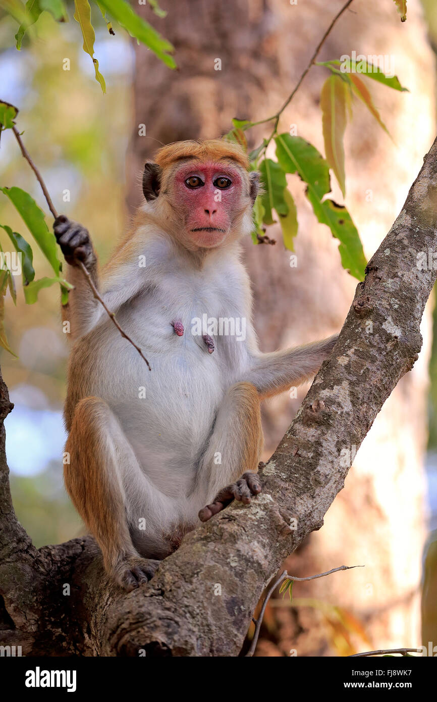 Red Monkey, adult female on tree, Yala Nationalpark, Sri Lanka, Asia ...