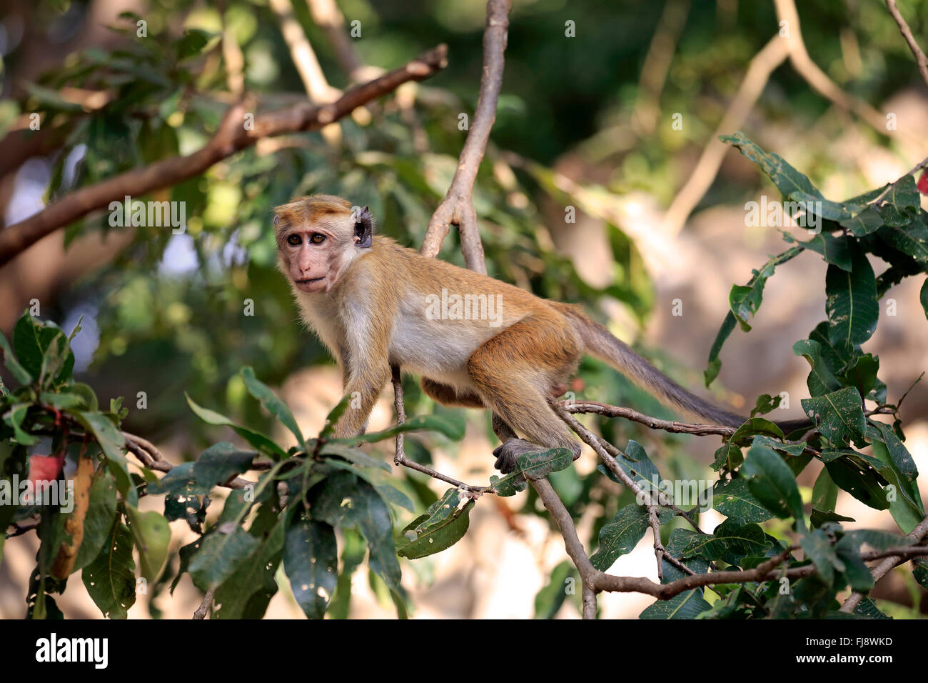 Red Monkey, adult on tree, Yala Nationalpark, Sri Lanka, Asia / (Macaca ...