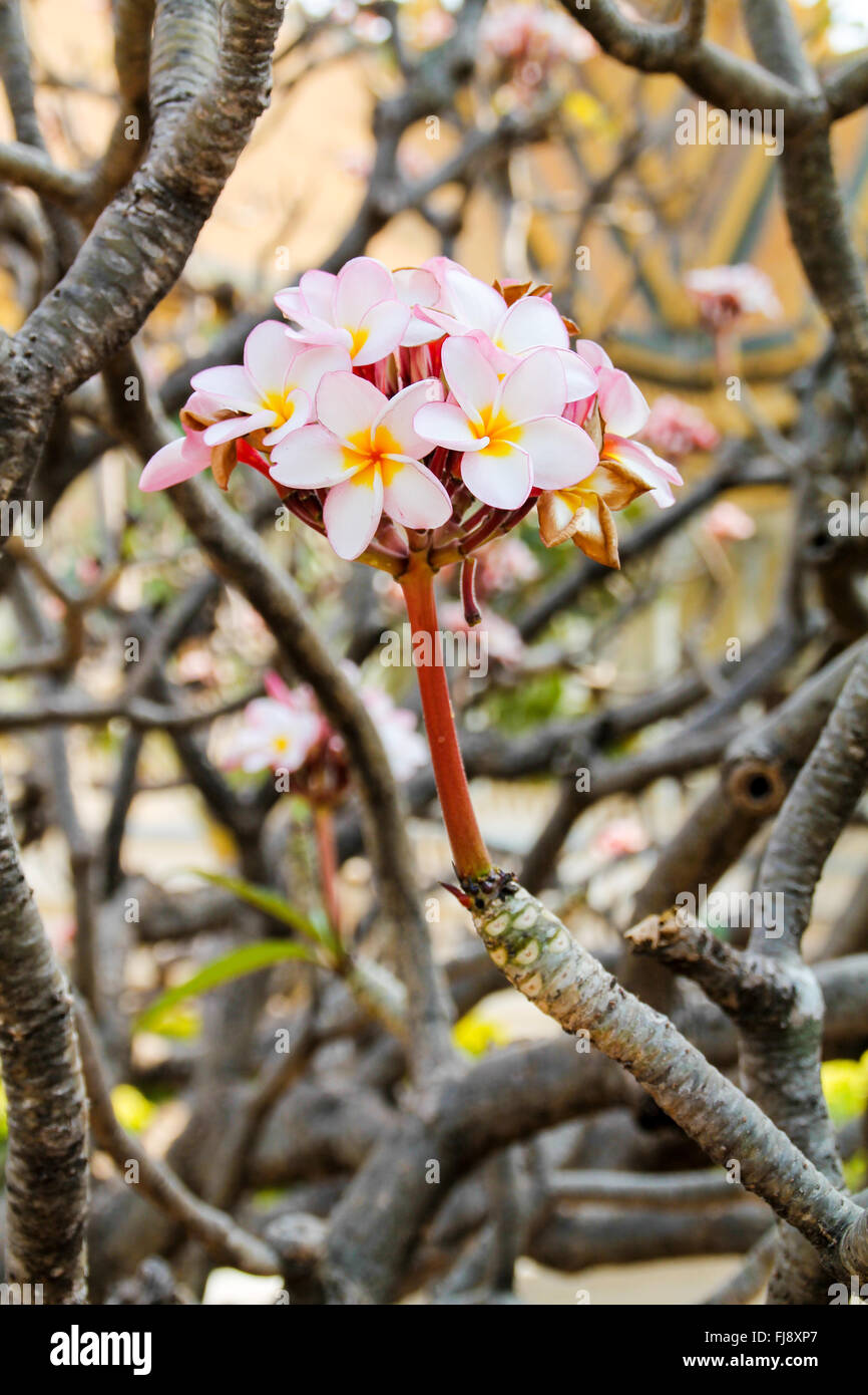 Magnolia tree full bloom hi-res stock photography and images - Alamy