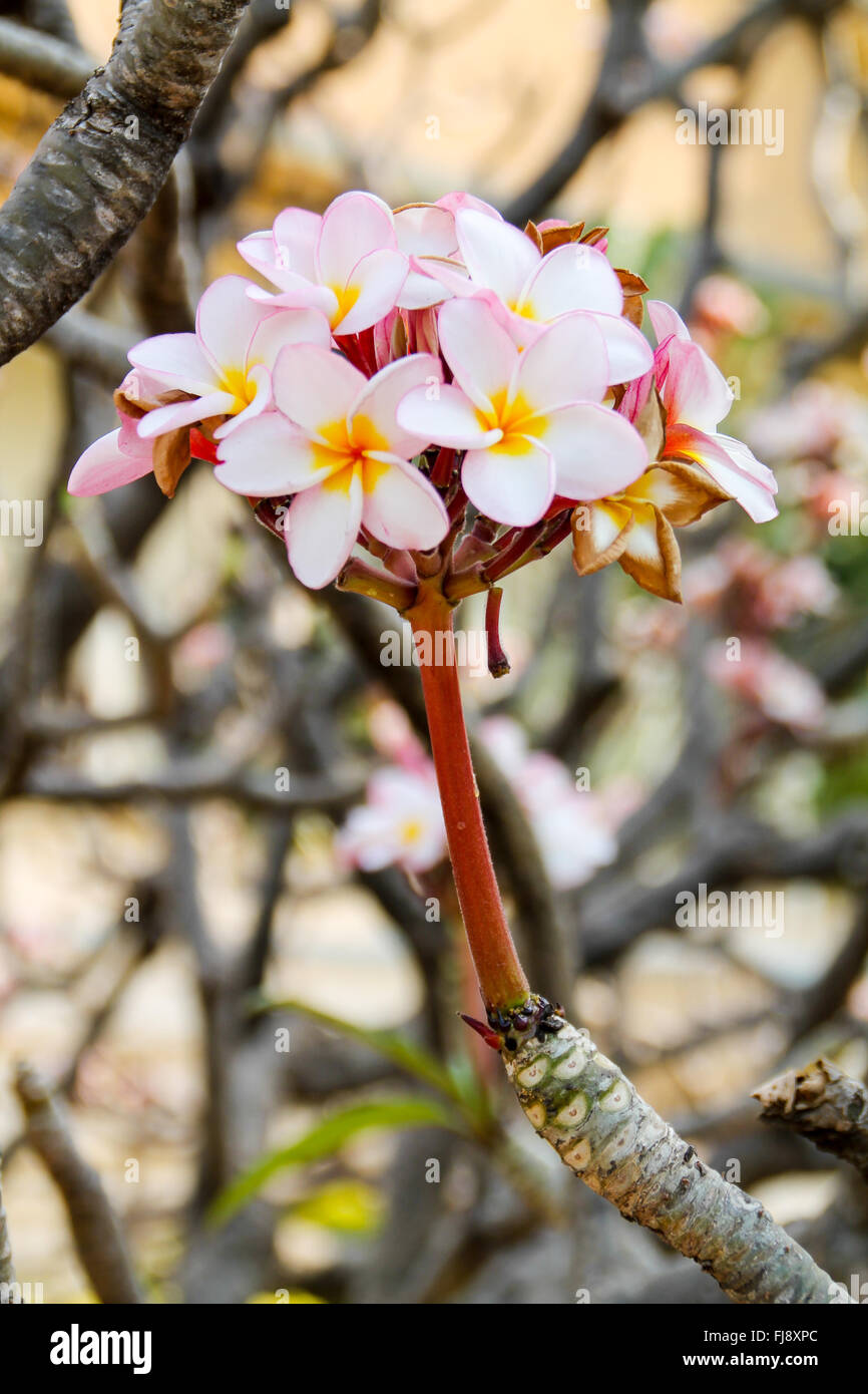 Magnolia tree flower hi-res stock photography and images - Alamy