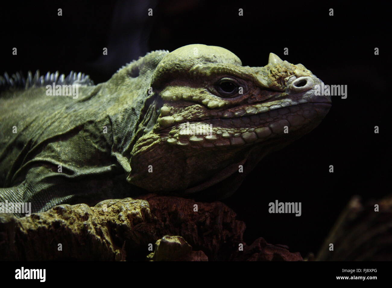 Sinister animal hi-res stock photography and images - Alamy