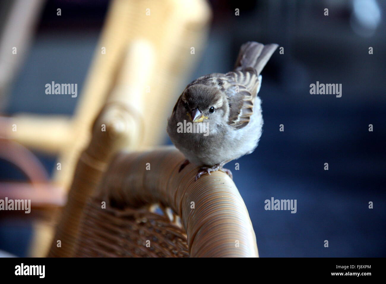 Sparrow bird chair hi-res stock photography and images - Alamy