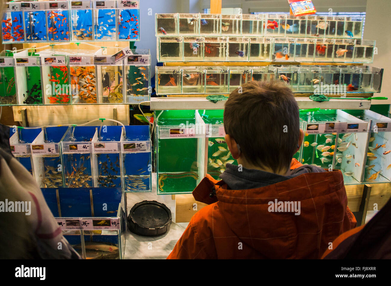 aquarium fish market Stock Photo - Alamy