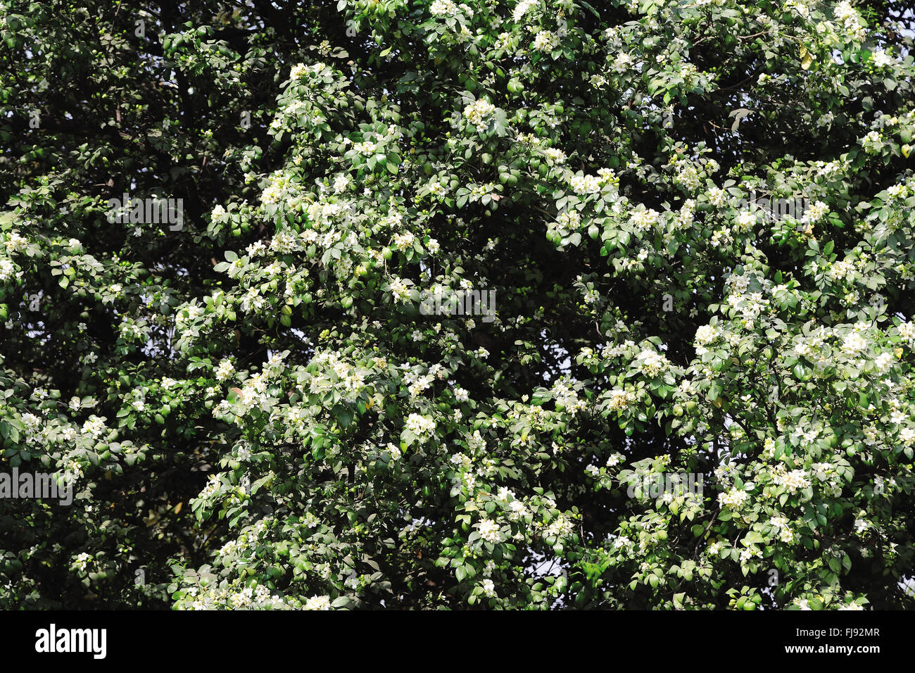 Tree, india, asia Stock Photo - Alamy