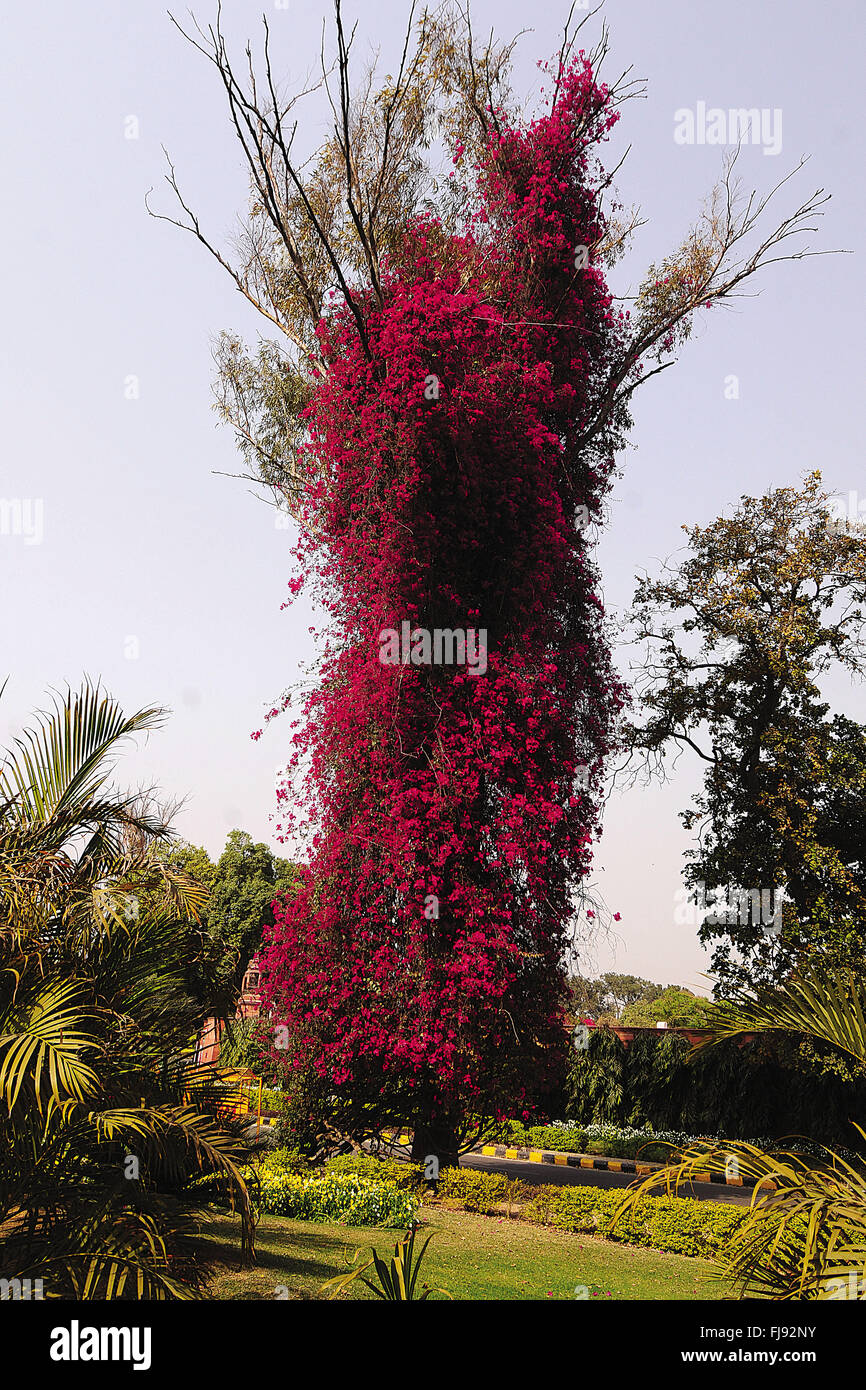 Flowering tree, india, asia Stock Photo - Alamy