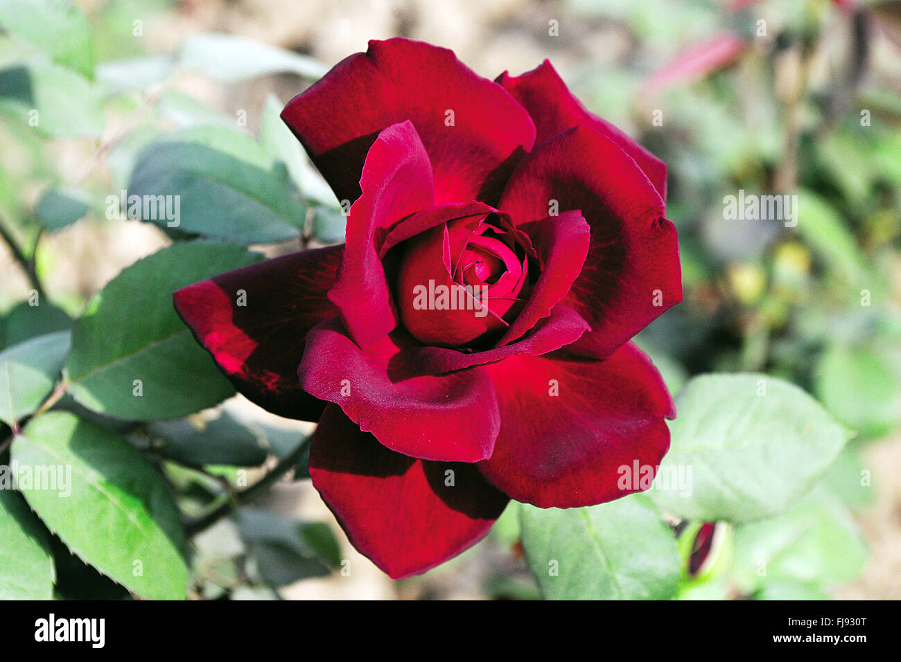 Rose, india, asia Stock Photo - Alamy