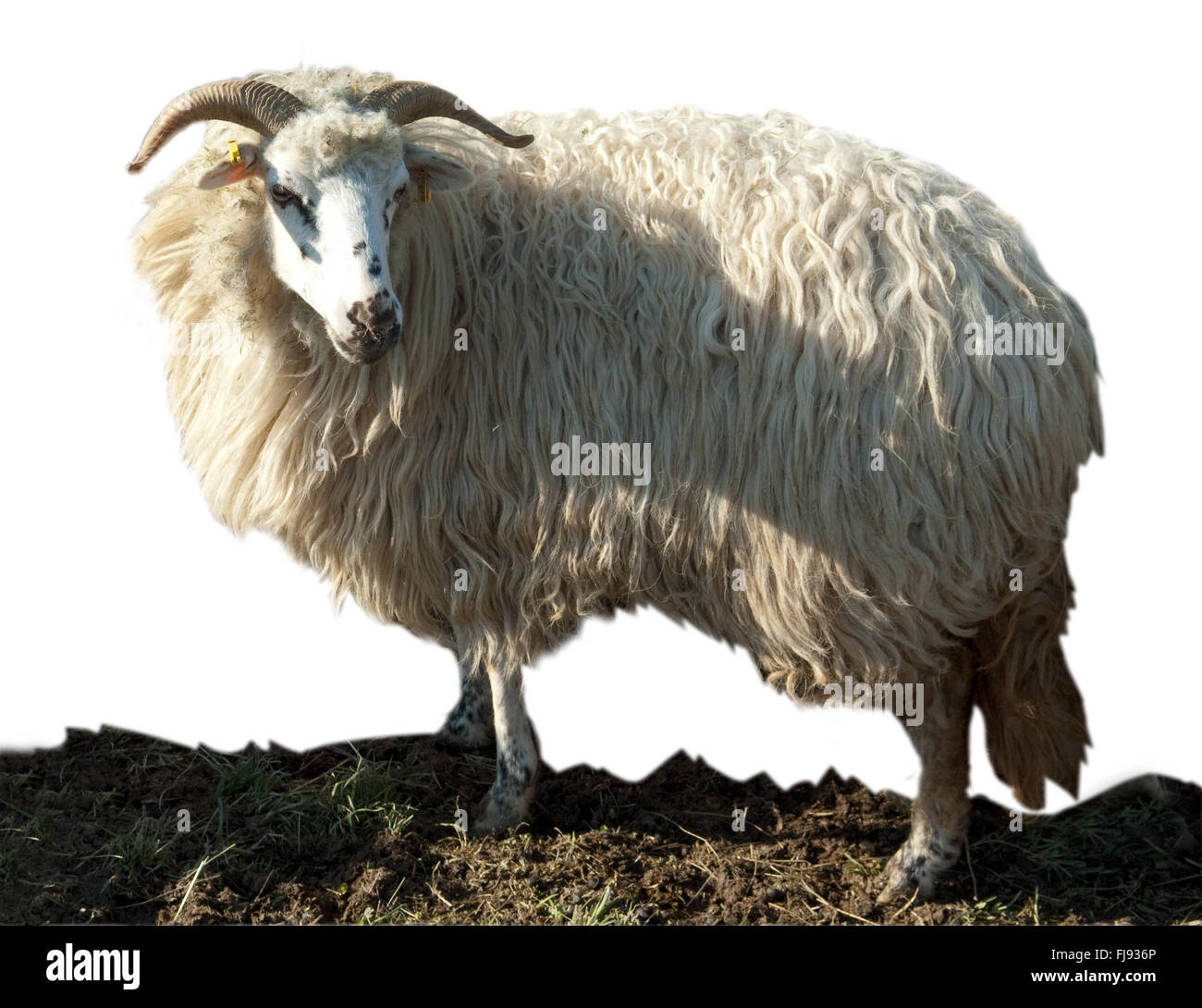 Walachenschaf hi-res stock photography and images - Alamy