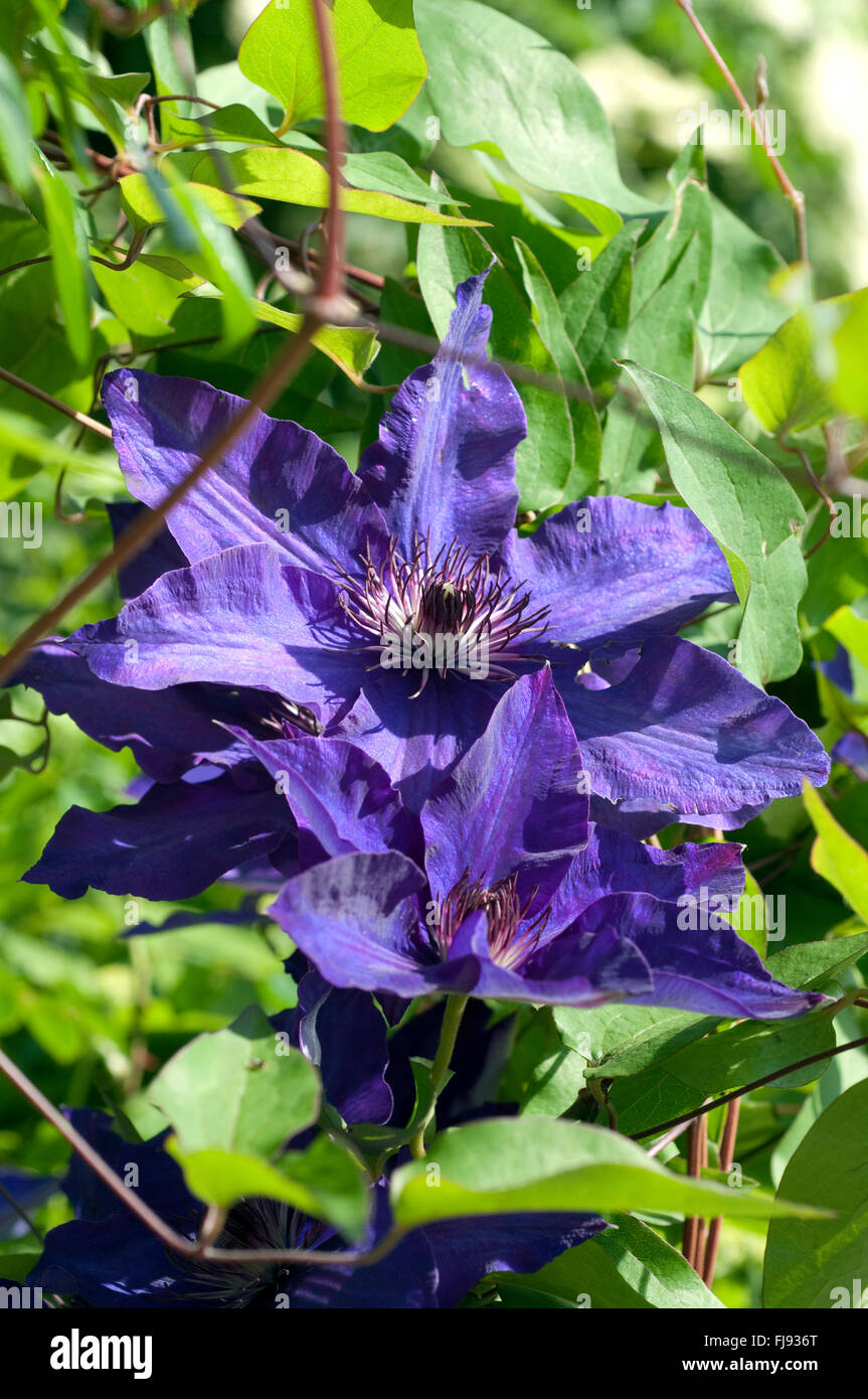 Clematis blumen hi-res stock photography and images - Alamy