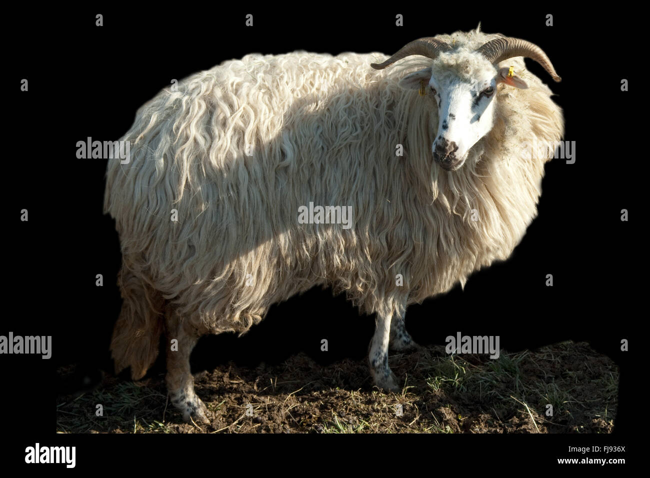 Valachian sheep hi-res stock photography and images - Alamy