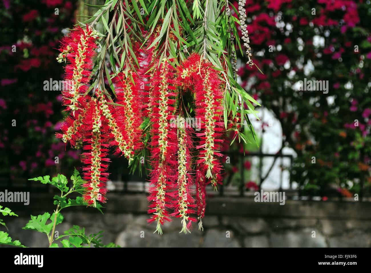 Red flower, india, asia Stock Photo - Alamy