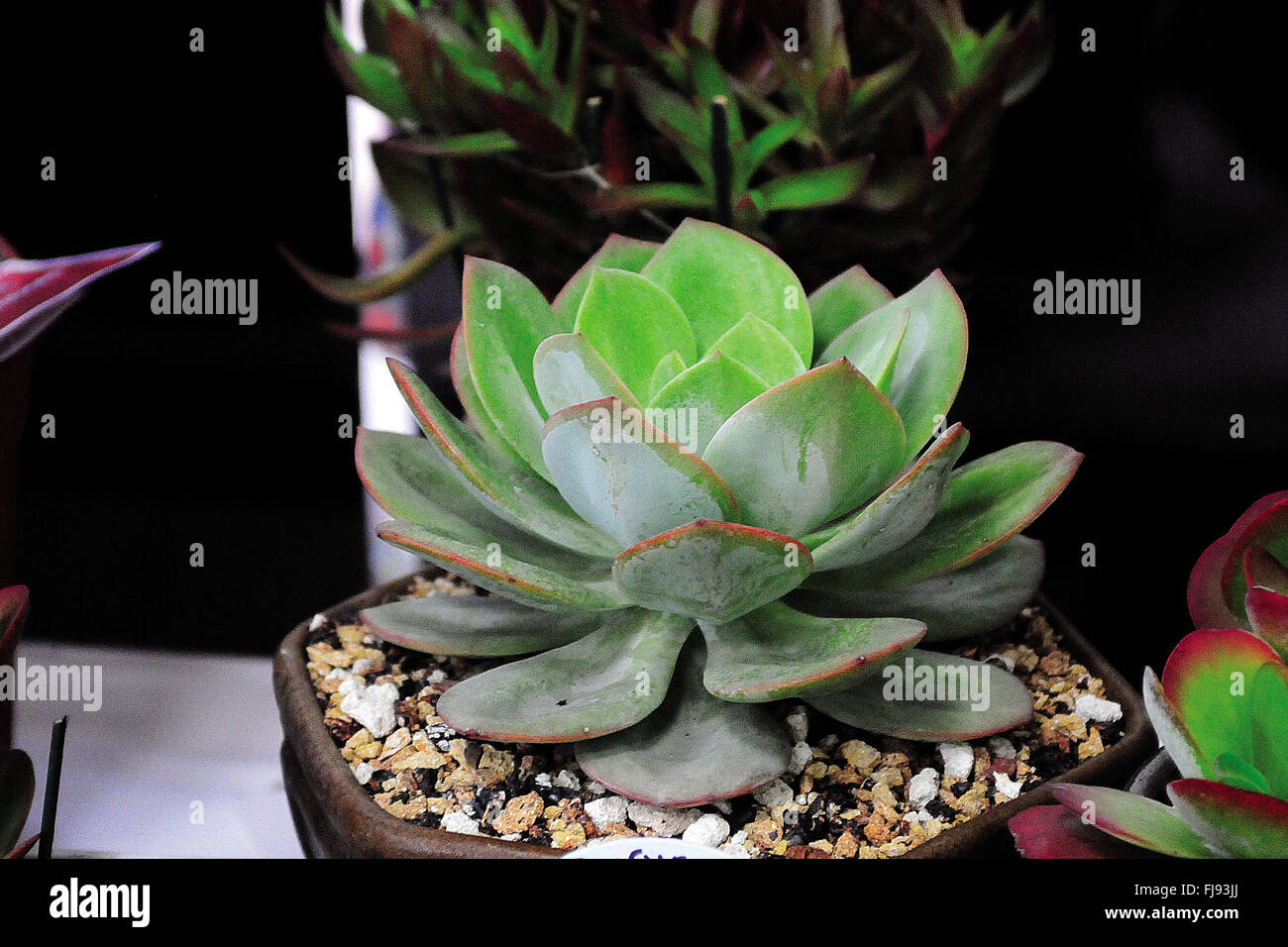 Cactus, india, asia Stock Photo - Alamy