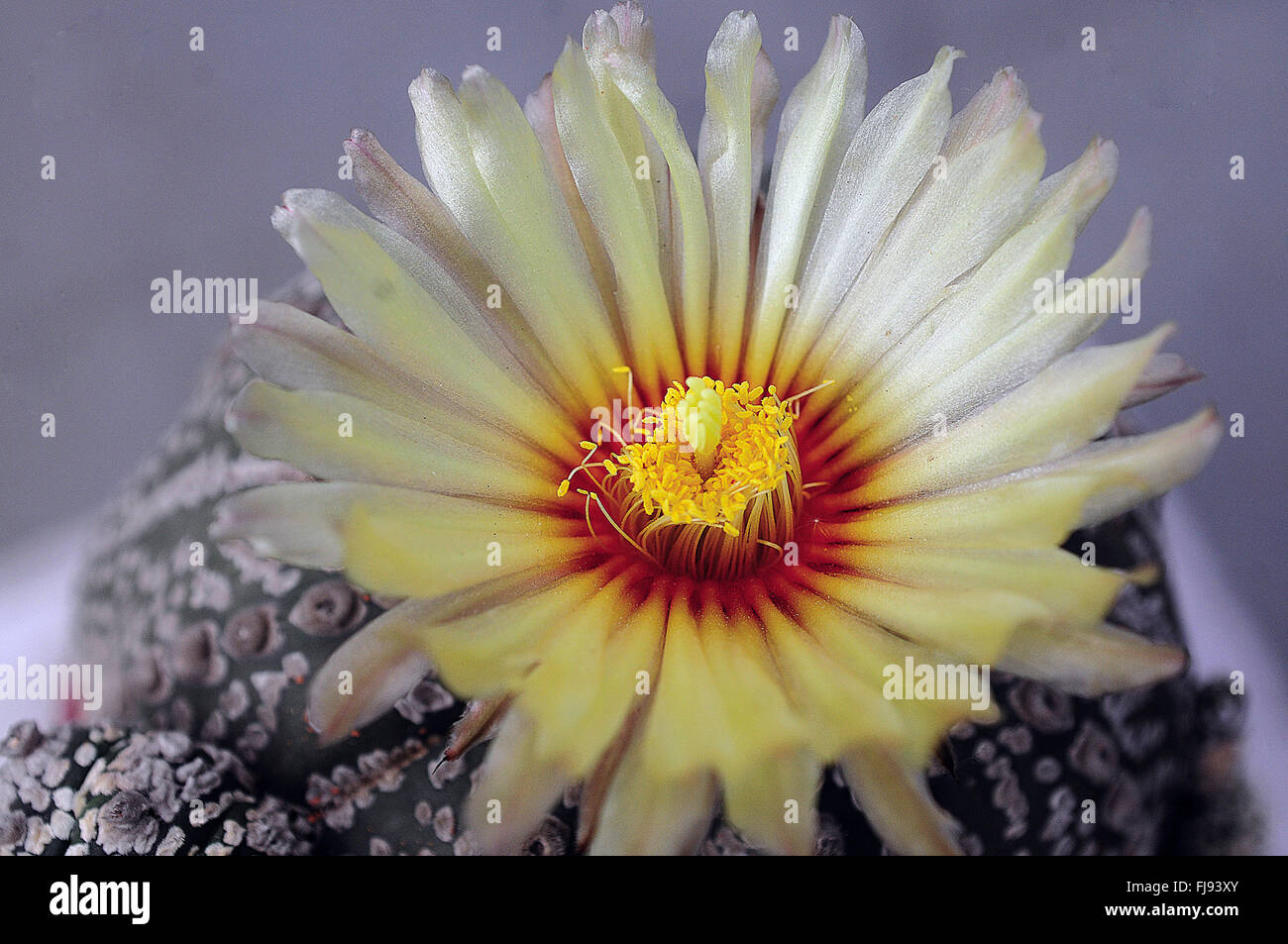 Cactus flower, india, asia Stock Photo - Alamy