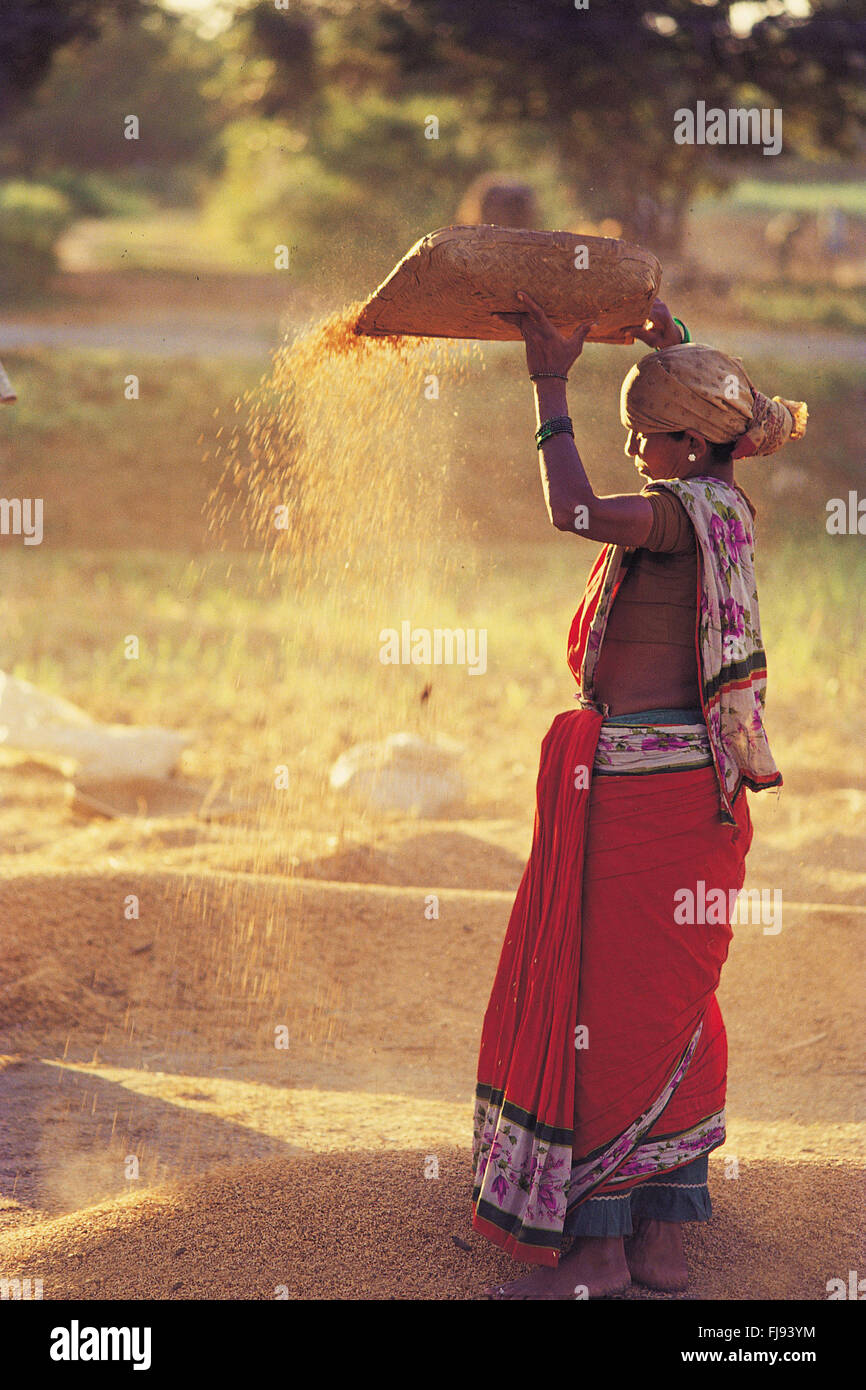 Woman winnowing wheat hi-res stock photography and images - Alamy
