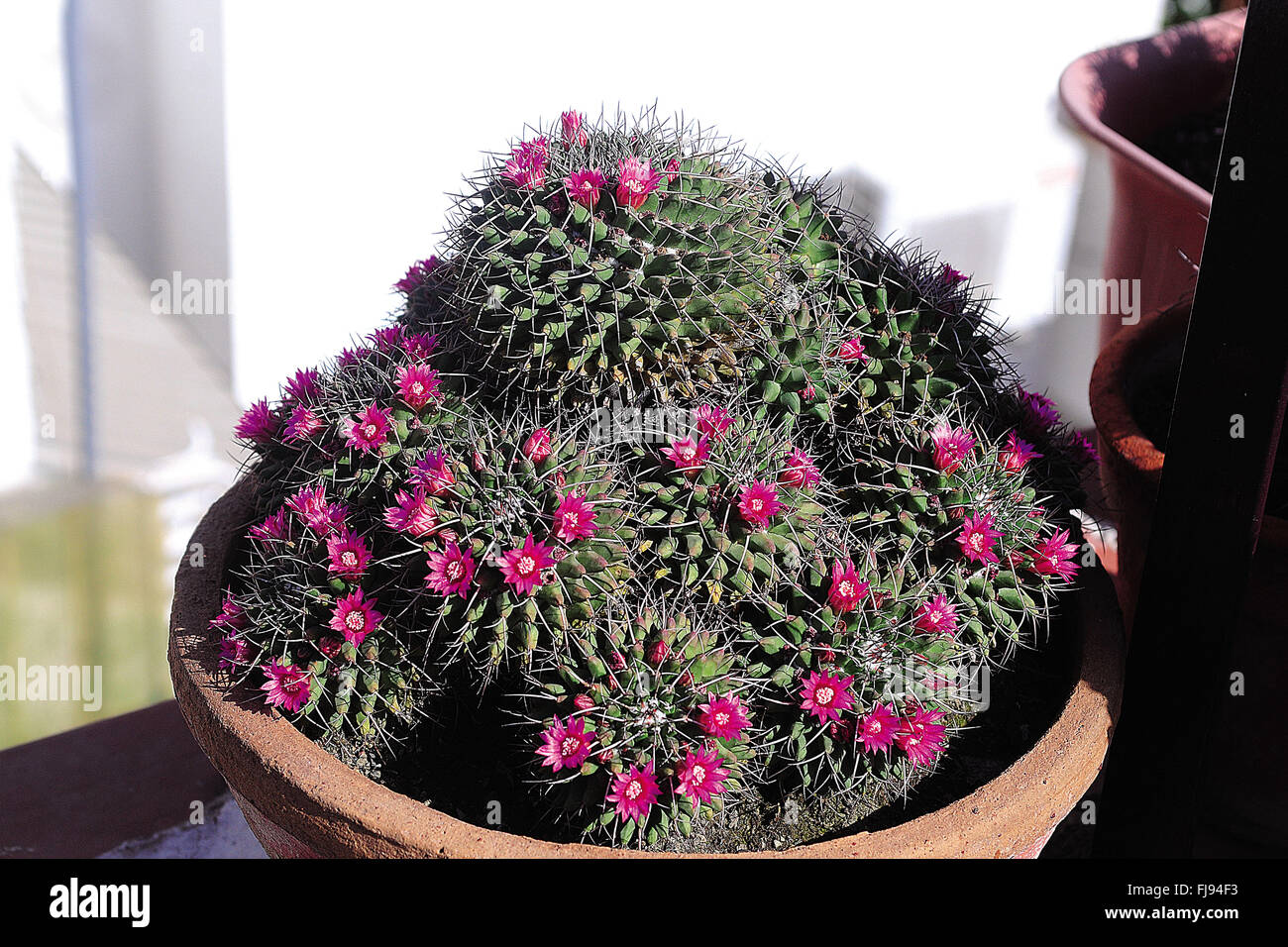 Cactus flower, india, asia Stock Photo - Alamy