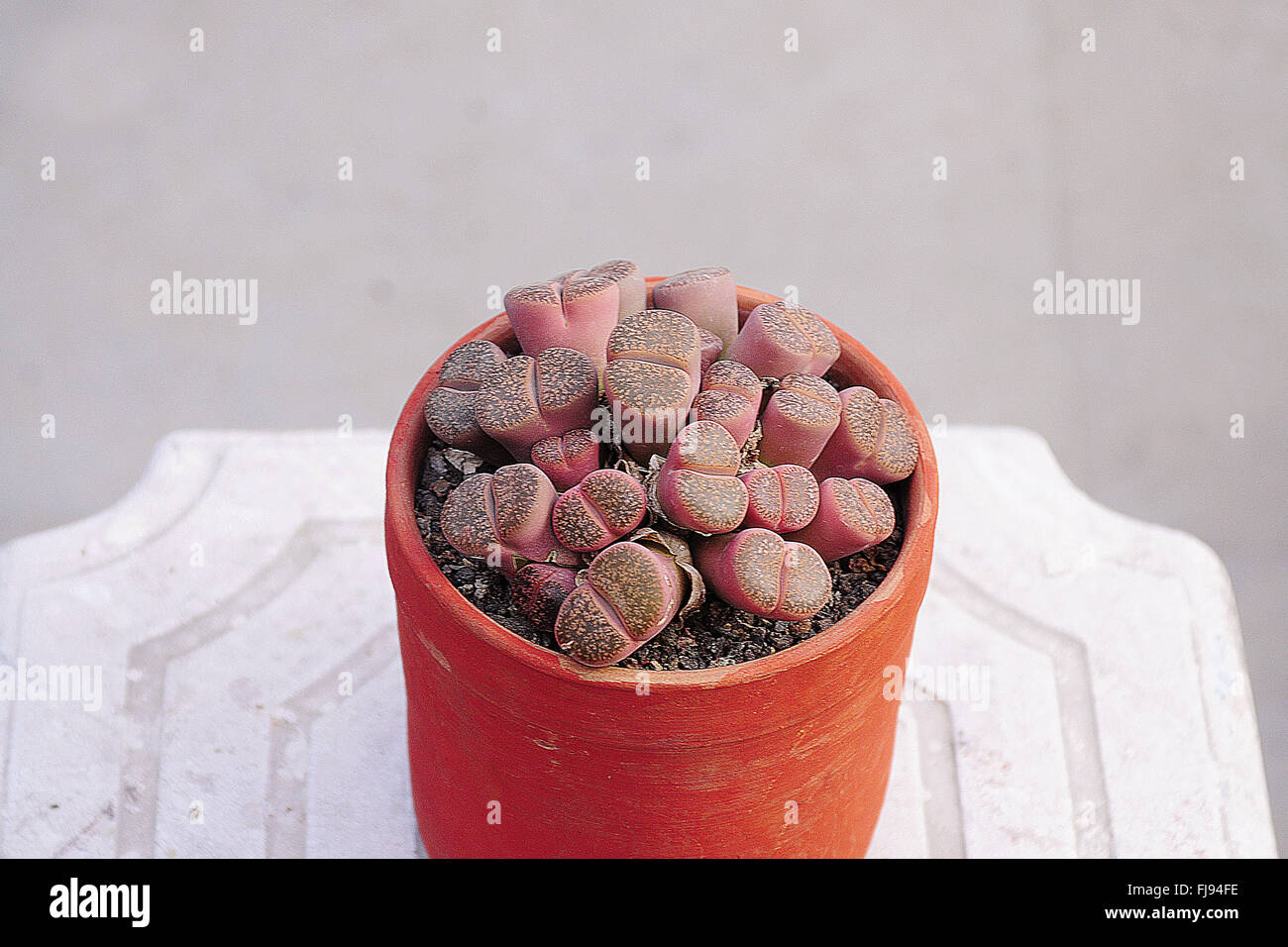 Cactus, india, asia Stock Photo - Alamy