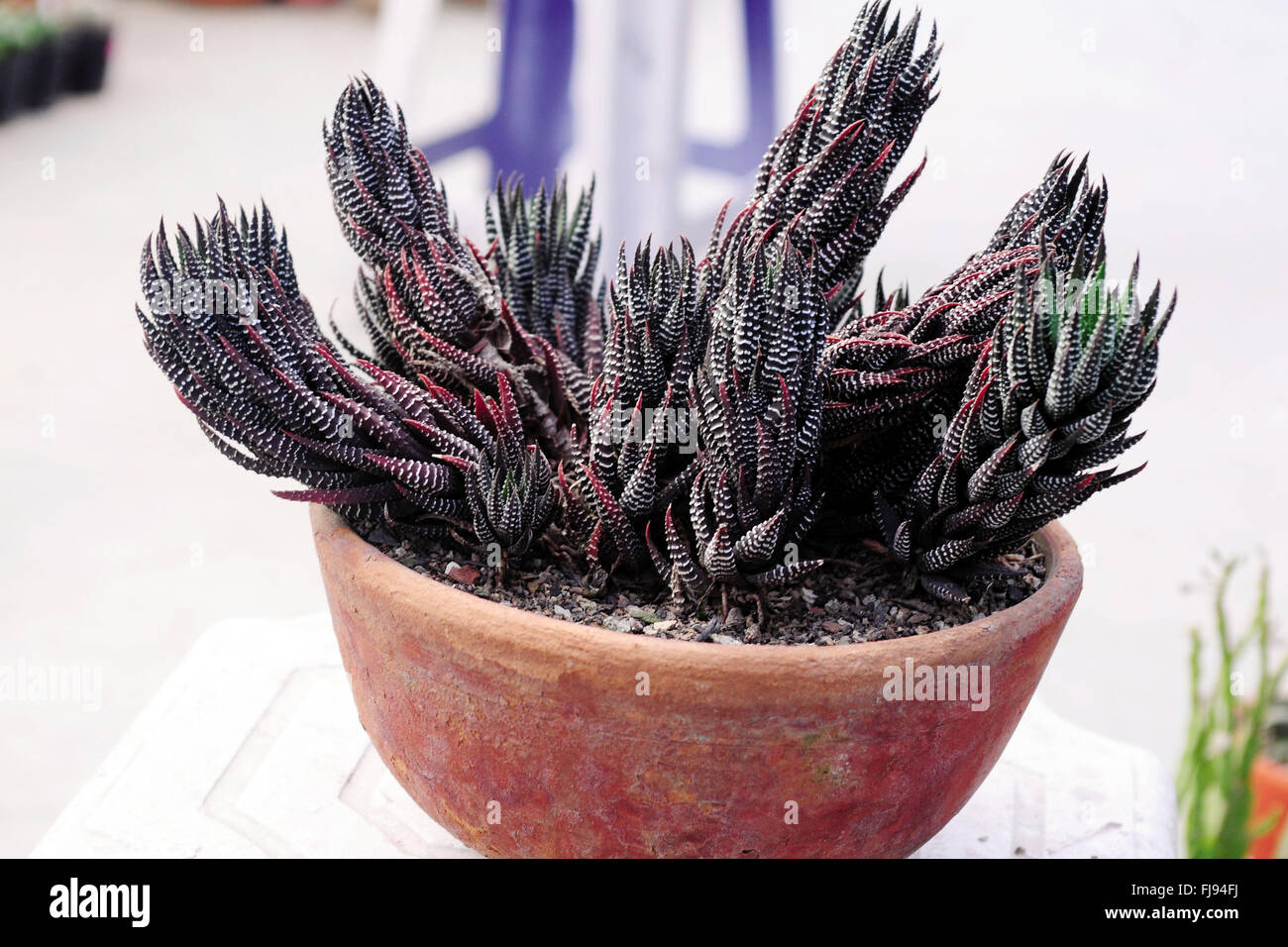 Cactus decorative, india, asia Stock Photo - Alamy