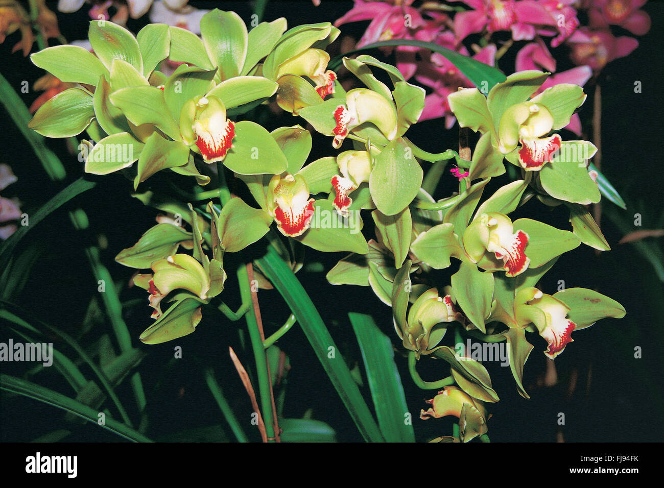 Orchid flower in sikkim hi-res stock photography and images - Alamy