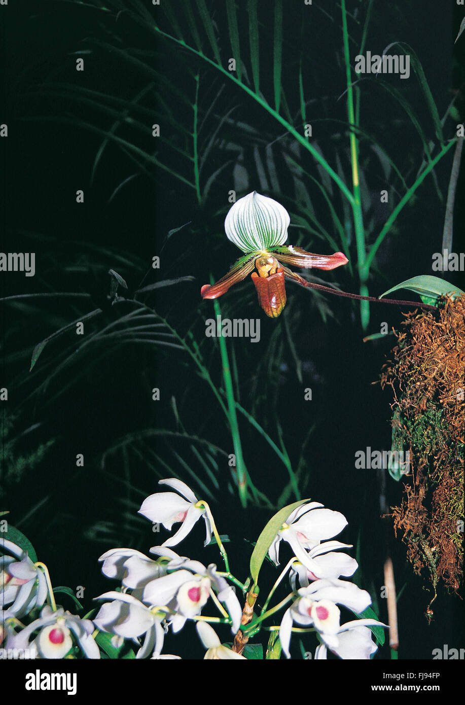 Orchid flower in sikkim hi-res stock photography and images - Alamy