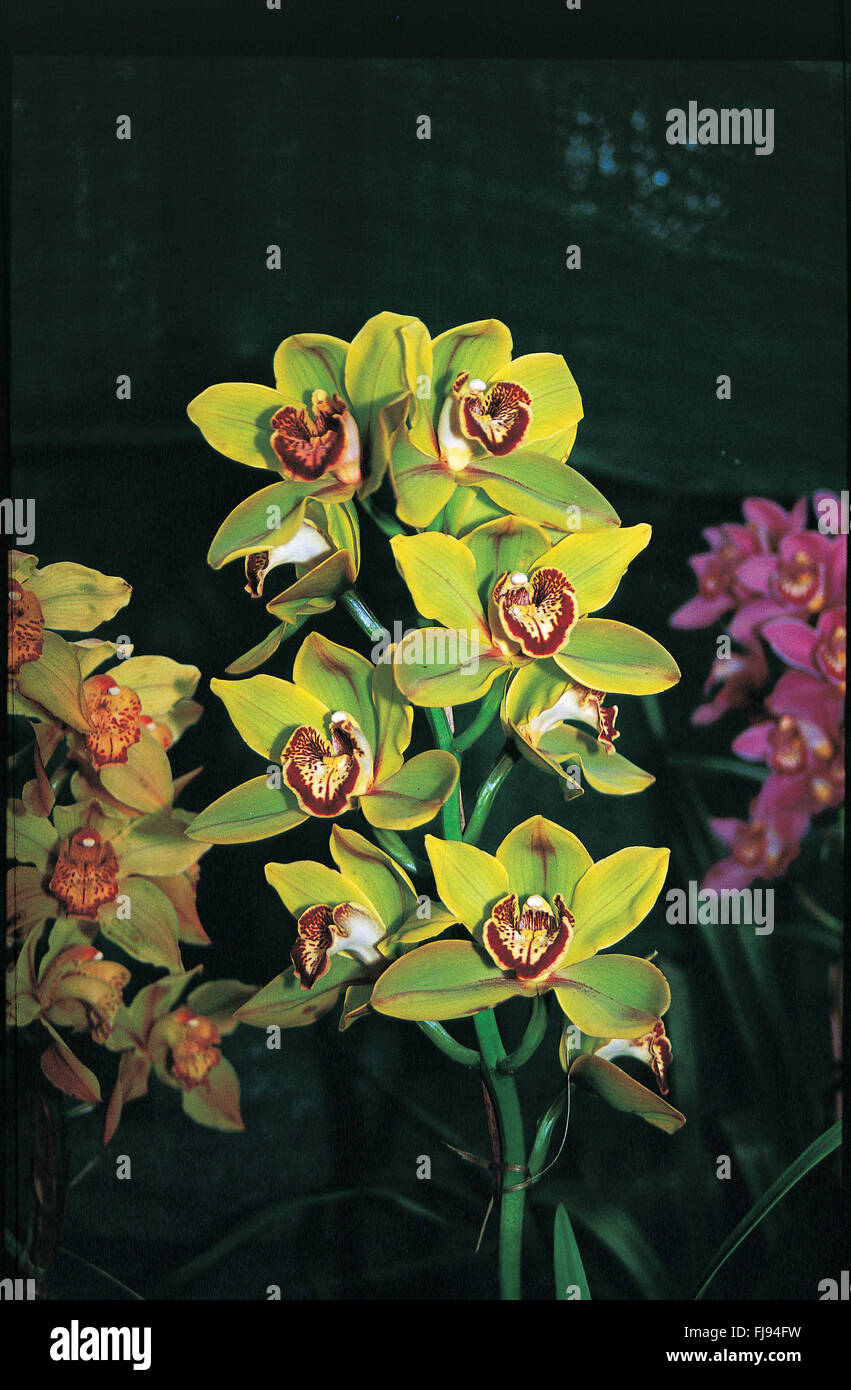 Orchid flower in sikkim hi-res stock photography and images - Alamy