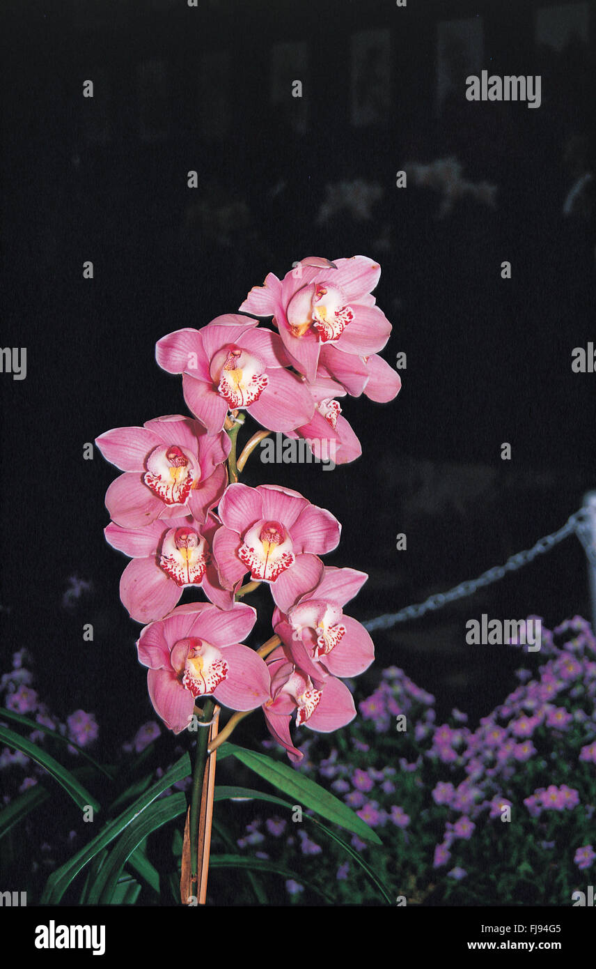 Orchid flower in sikkim hi-res stock photography and images - Alamy