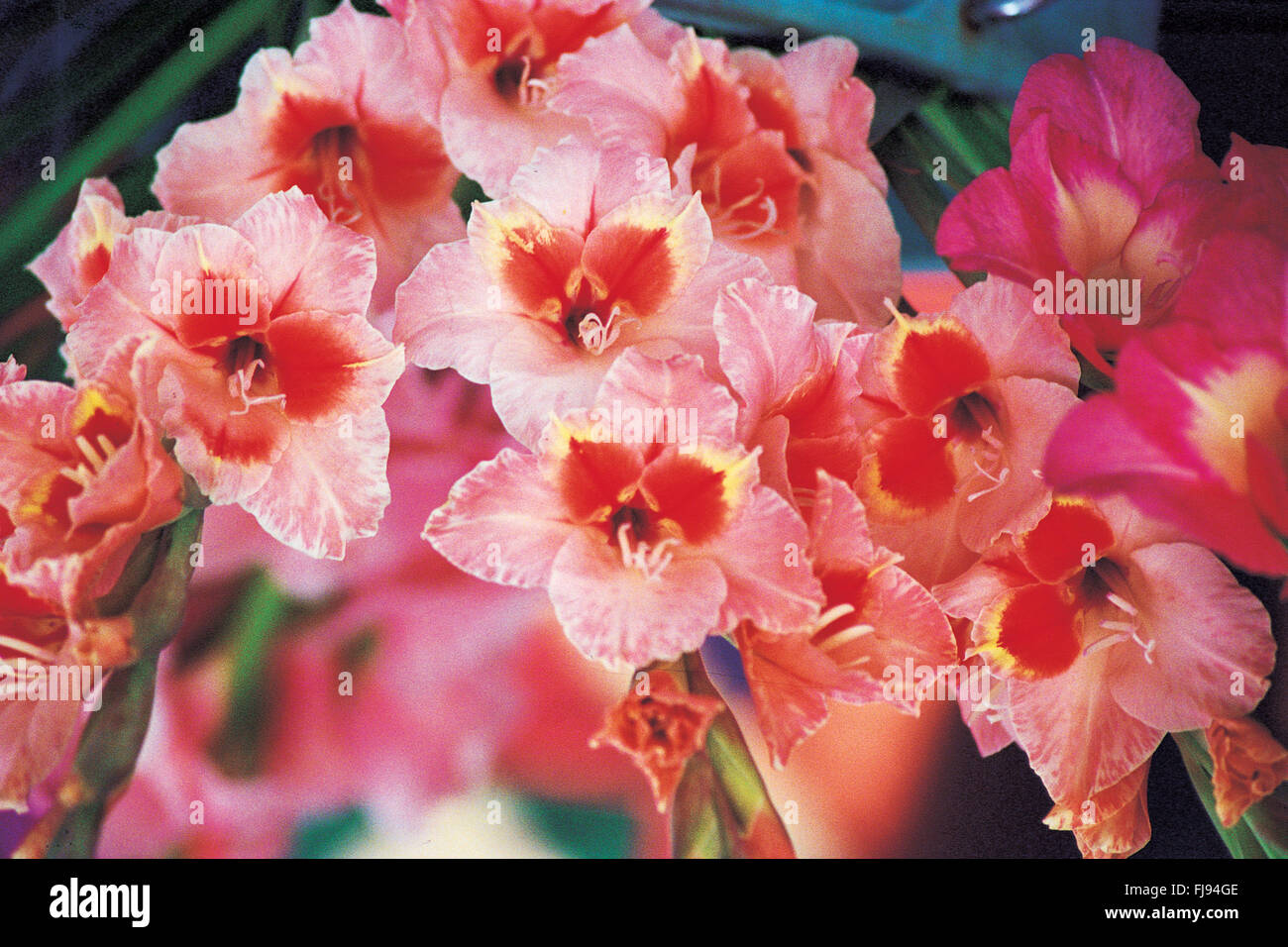 Orchids flower sikkim hi-res stock photography and images - Alamy
