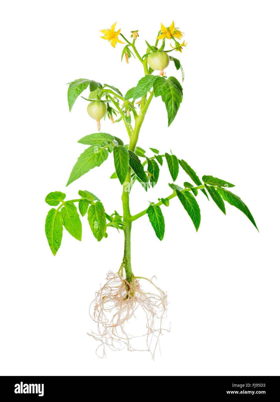 blossoming young seedling of fresh green tomatoes fruit with exposed ...
