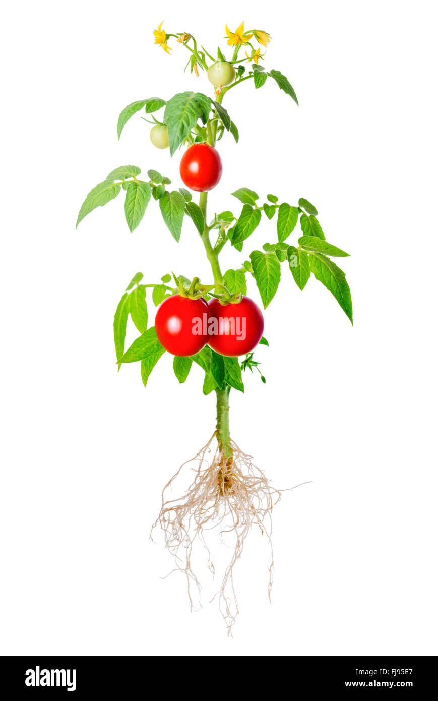 young seedling of fresh green and red tomatoes fruit and flowers with ...