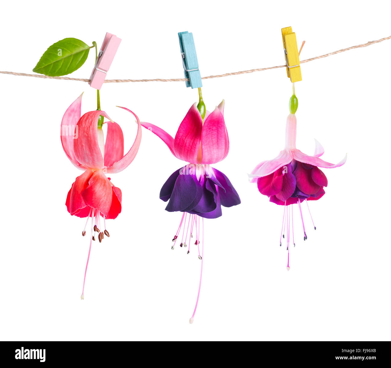 beautiful fuchsia flowers handing on rope with colorful clothespin is ...