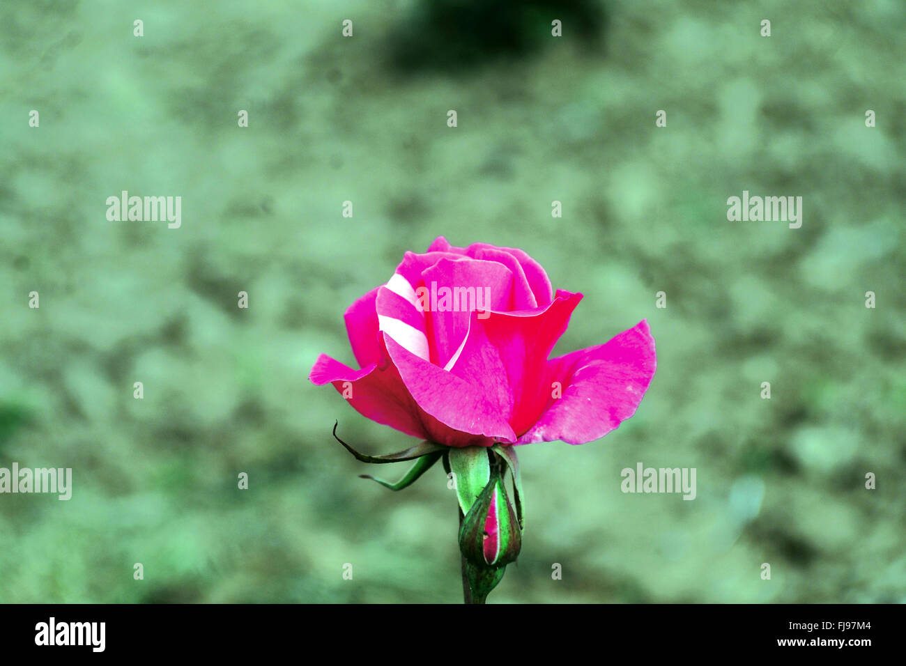 Pink rose flower, india, asia Stock Photo - Alamy