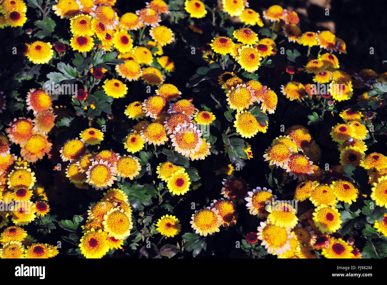 Gerbera flower family, india, asia Stock Photo - Alamy
