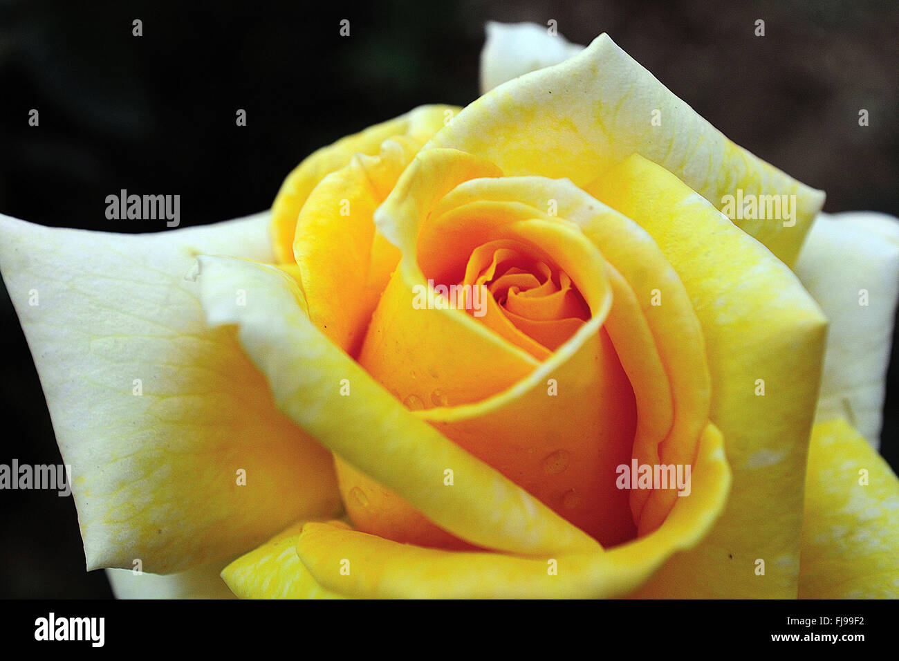 Rose flower, india asia Stock Photo - Alamy