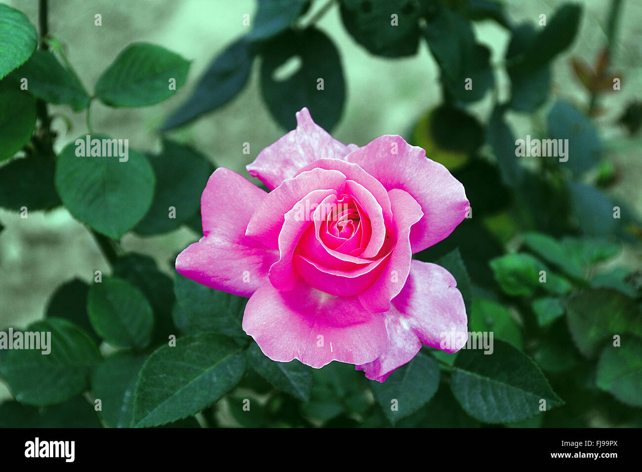 Rose flower, india asia Stock Photo - Alamy