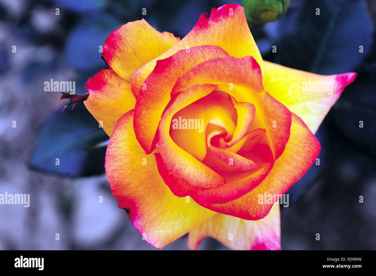 India rose gardens hi-res stock photography and images - Alamy