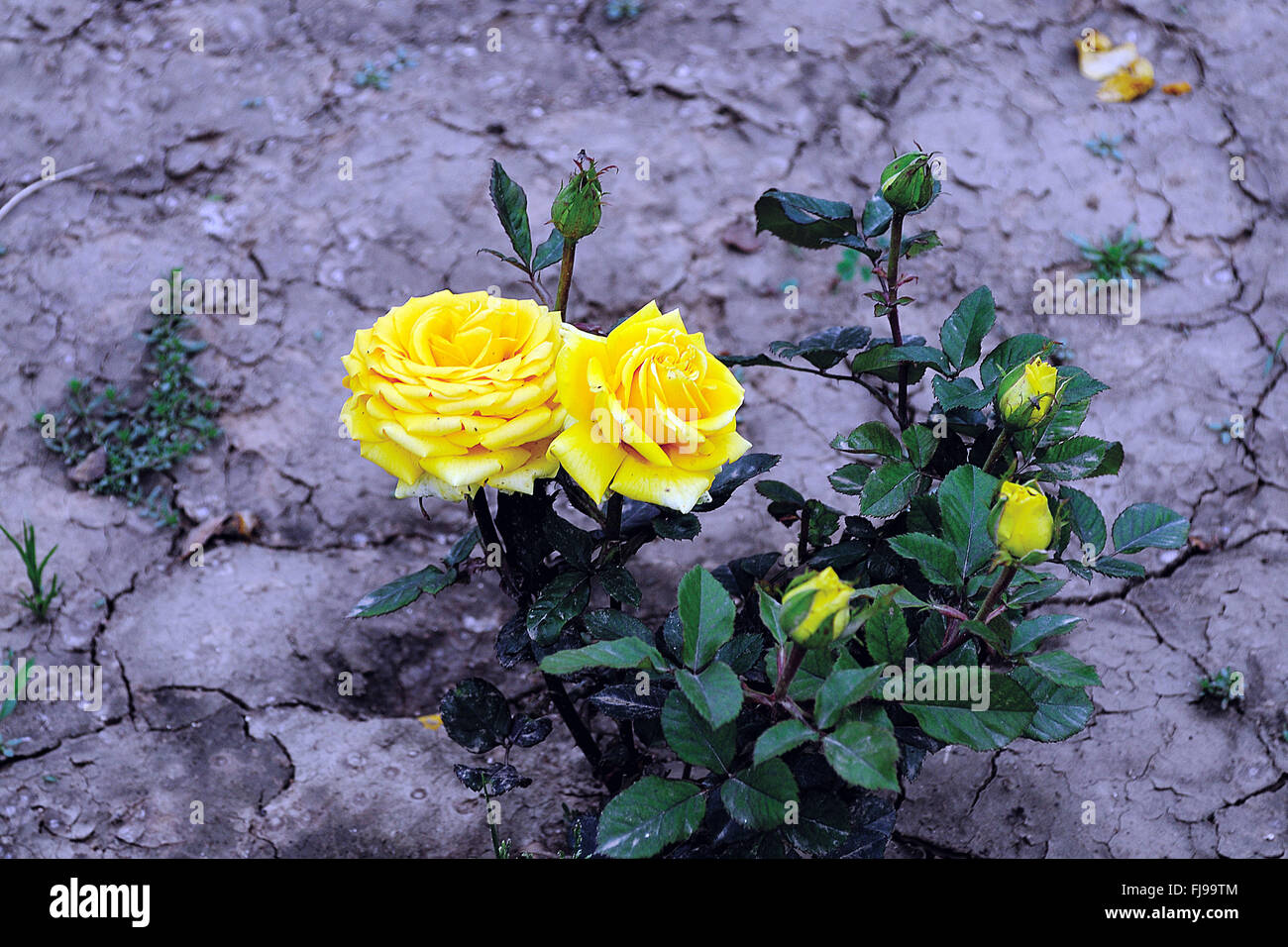 India rose gardens hi-res stock photography and images - Alamy
