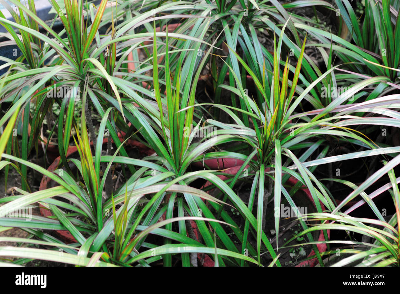 Plant asia hi-res stock photography and images - Alamy
