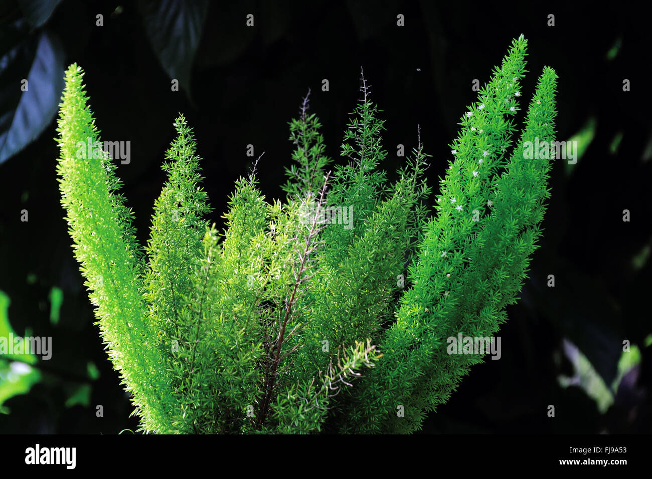 Plant asia hi-res stock photography and images - Alamy