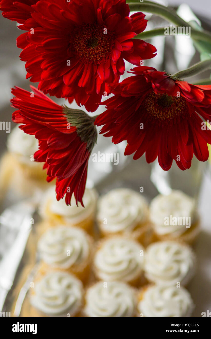 Red daisies hi-res stock photography and images - Alamy