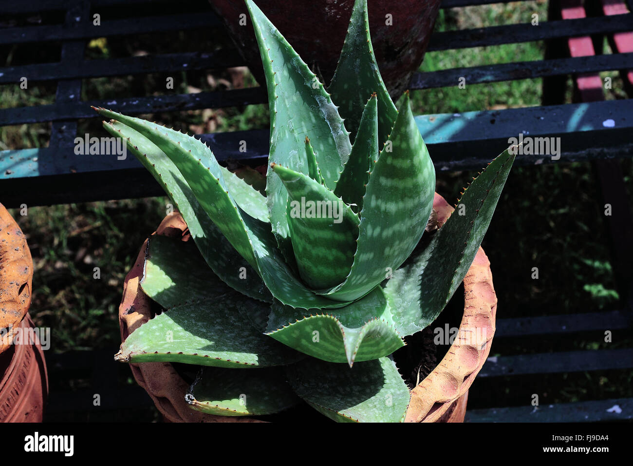 Aloe vera plant, india, asia Stock Photo - Alamy