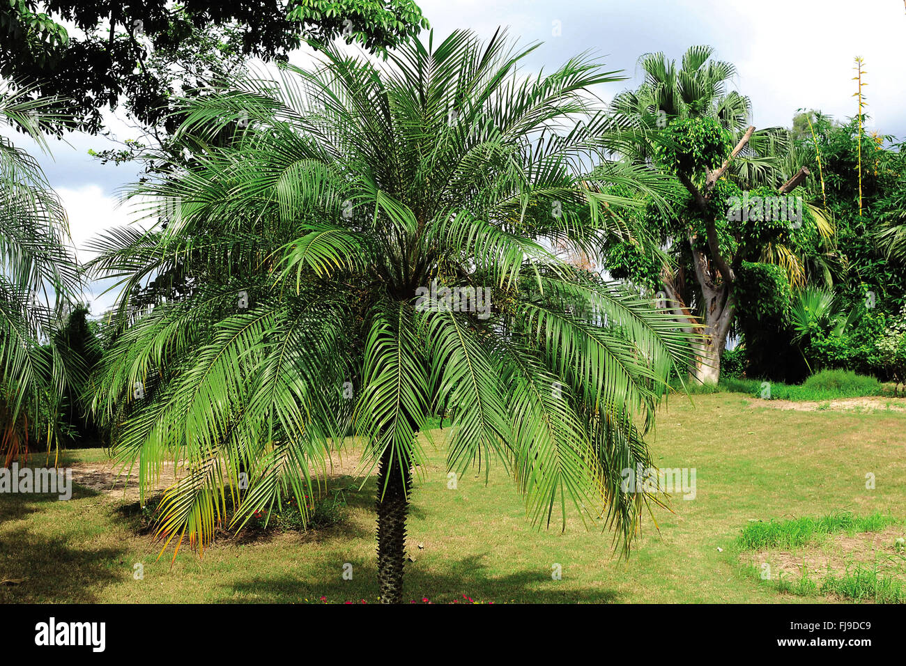 Tree, india, asia Stock Photo - Alamy