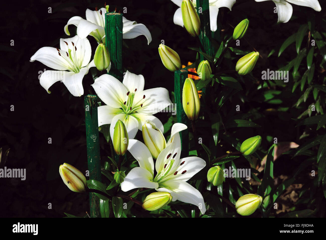 White asian lily flower hi-res stock photography and images - Alamy