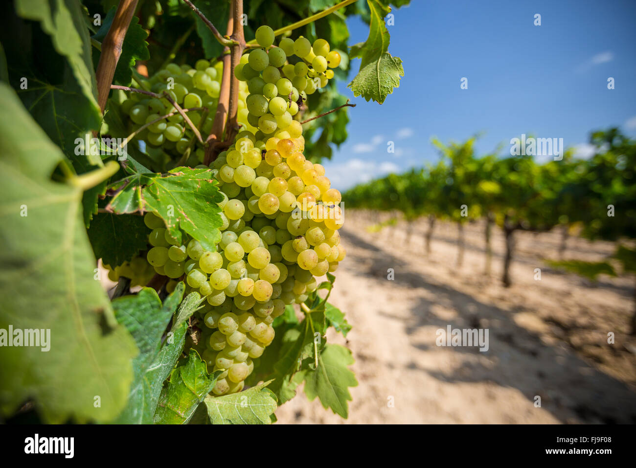 Vine with white grapes Stock Photo - Alamy
