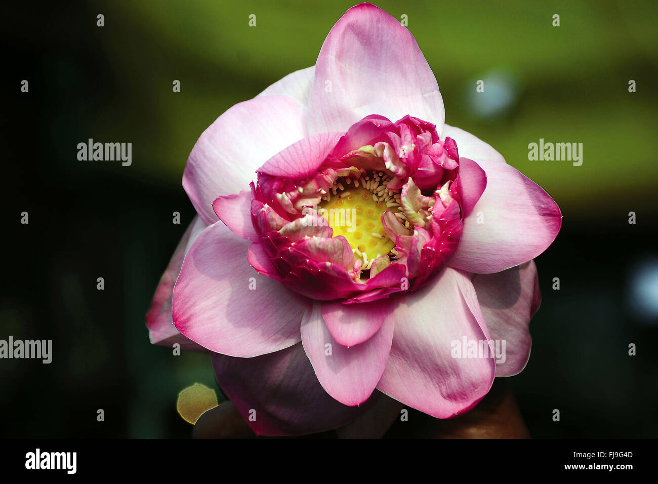 Asia flower nature hi-res stock photography and images - Alamy