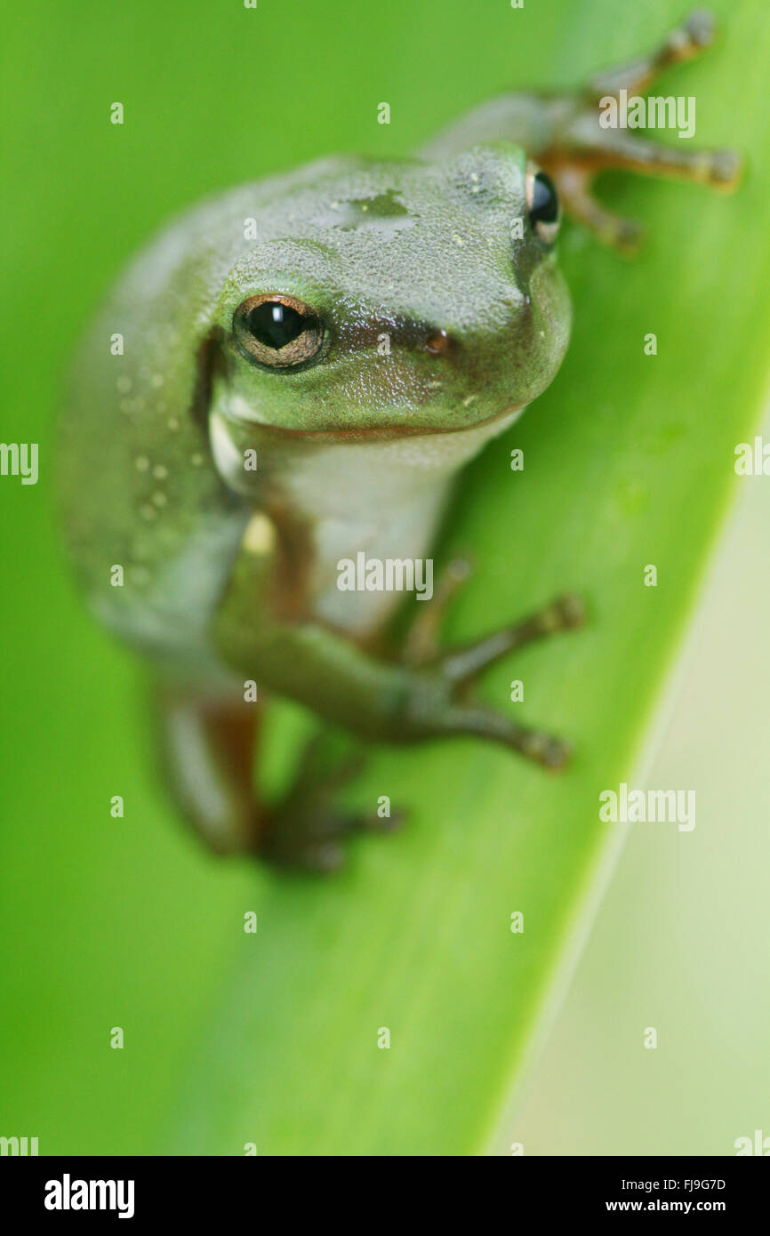 An Australian Green Tree Frog - juvenile - Litoria caerulea - sitting ...