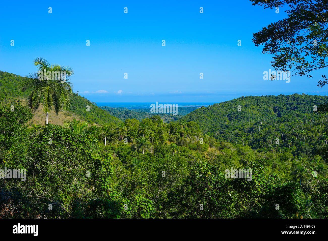 views of the tropical forest with palm trees and clear blue sky. Cuba ...