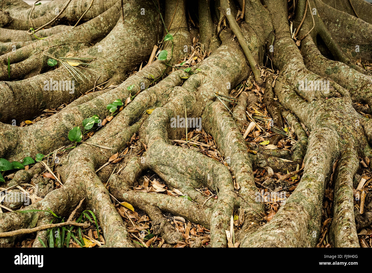 Root system of large tree hi-res stock photography and images - Alamy