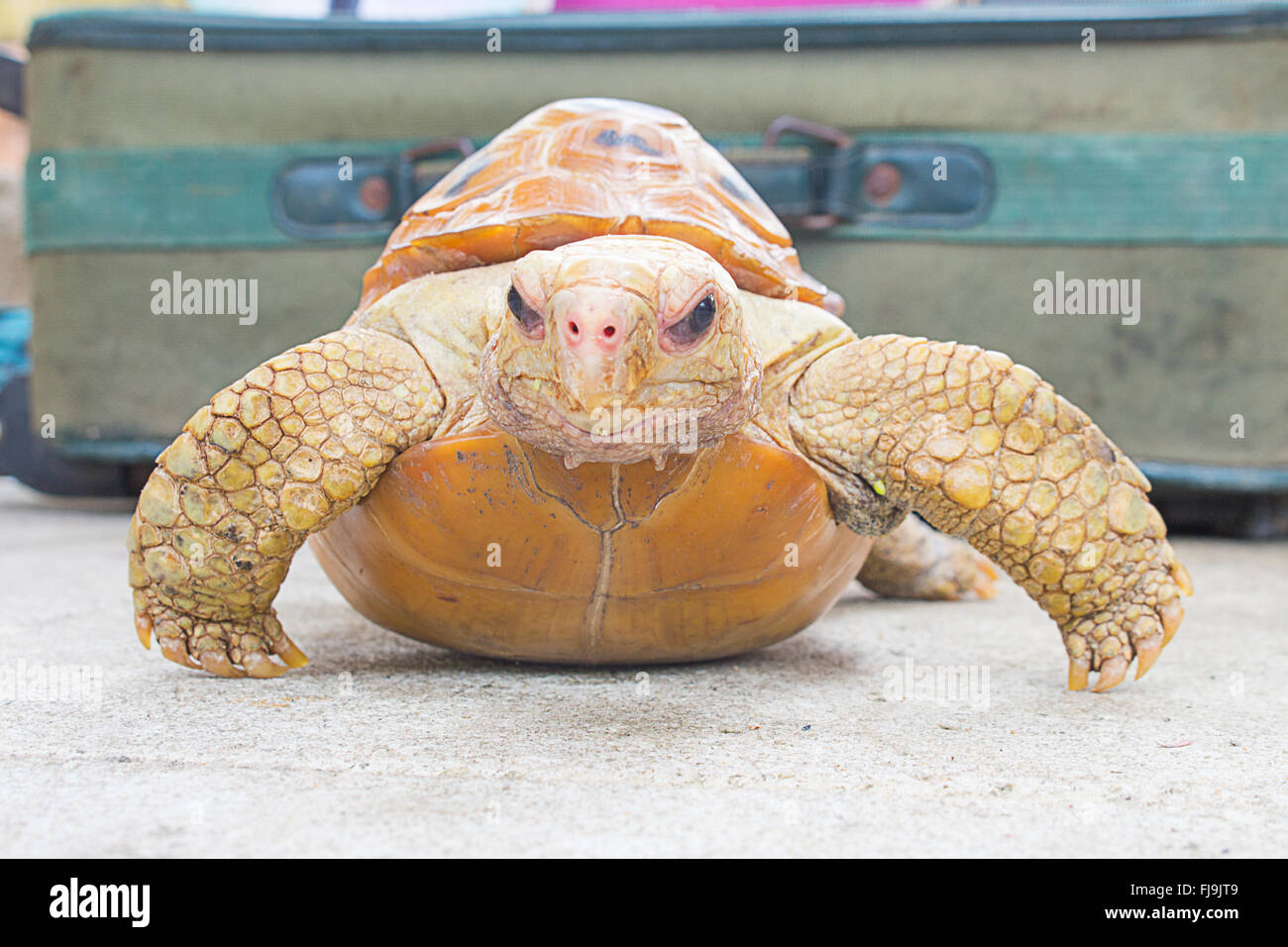 Turtle yellow in Thailand Stock Photo - Alamy