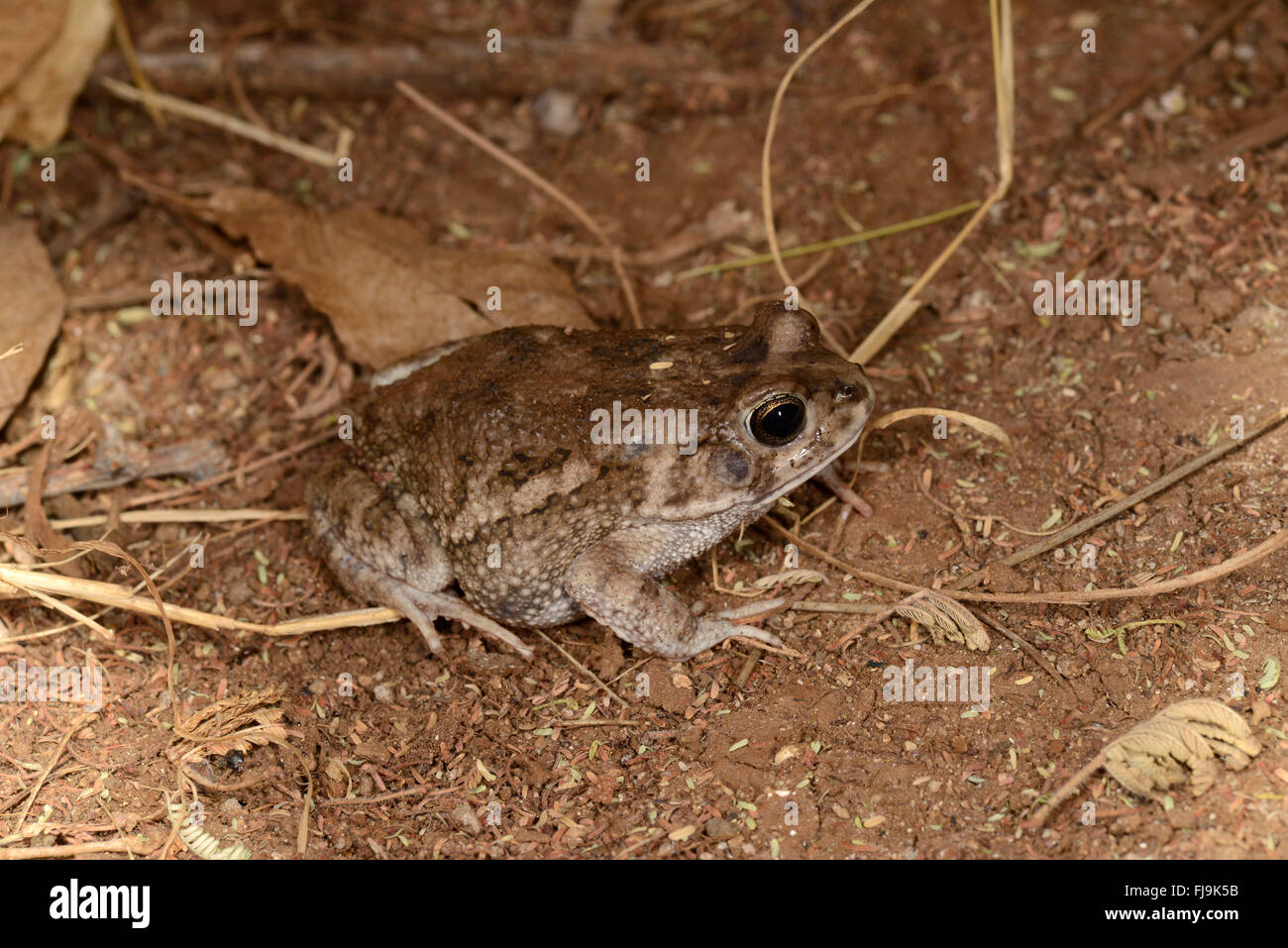 Guttural hi-res stock photography and images - Alamy