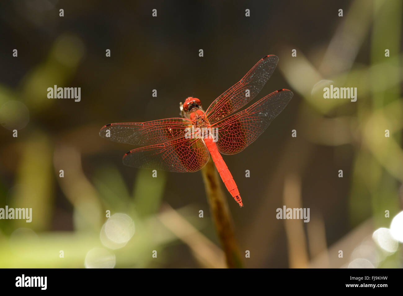 Broad Scarlet Dragonfly (Crocothemis erythraea, Mathews Mountains ...