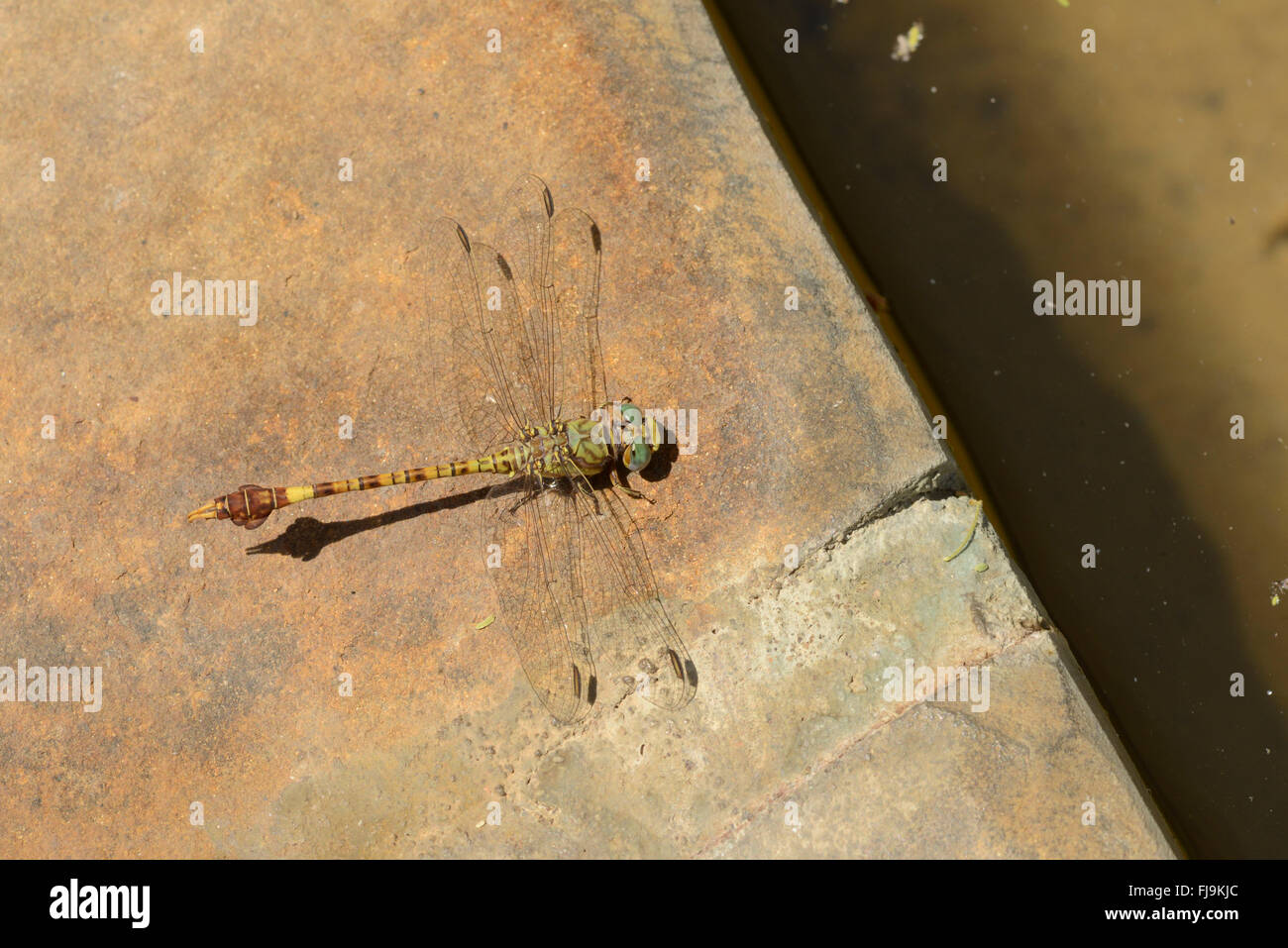 Corkscrew Hooktail Dragonfly (Paragomphus elpidius) Shaba National Reserve, Kenya, October Stock ...